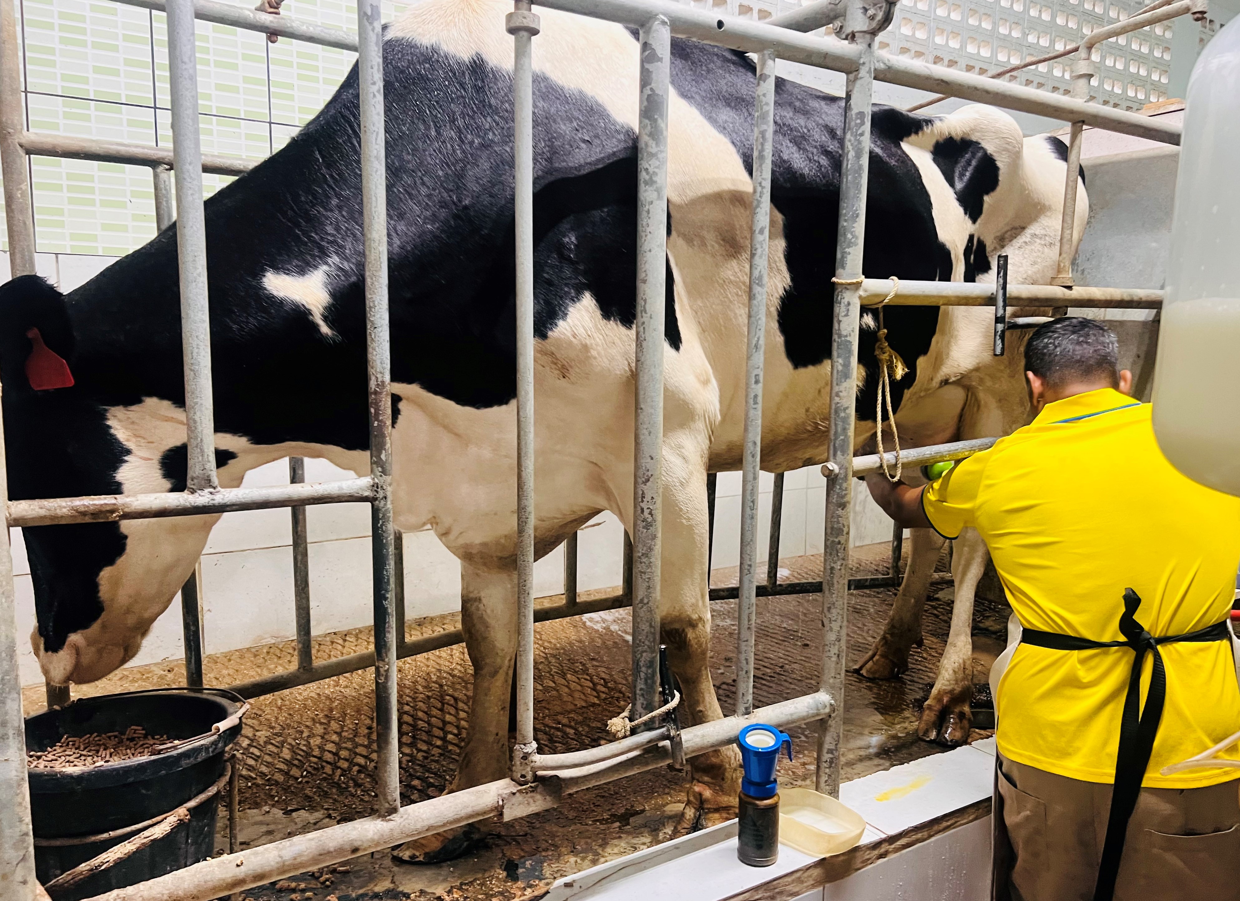 UWI Spotlights Production of its High-Quality Field Station Milk for ...